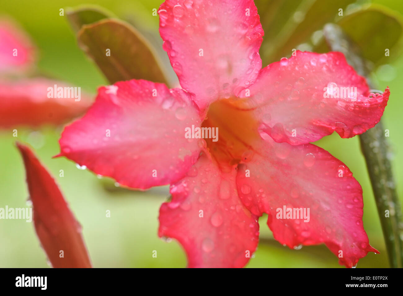Dominican republic flower plant Banque de photographies et d’images à ...