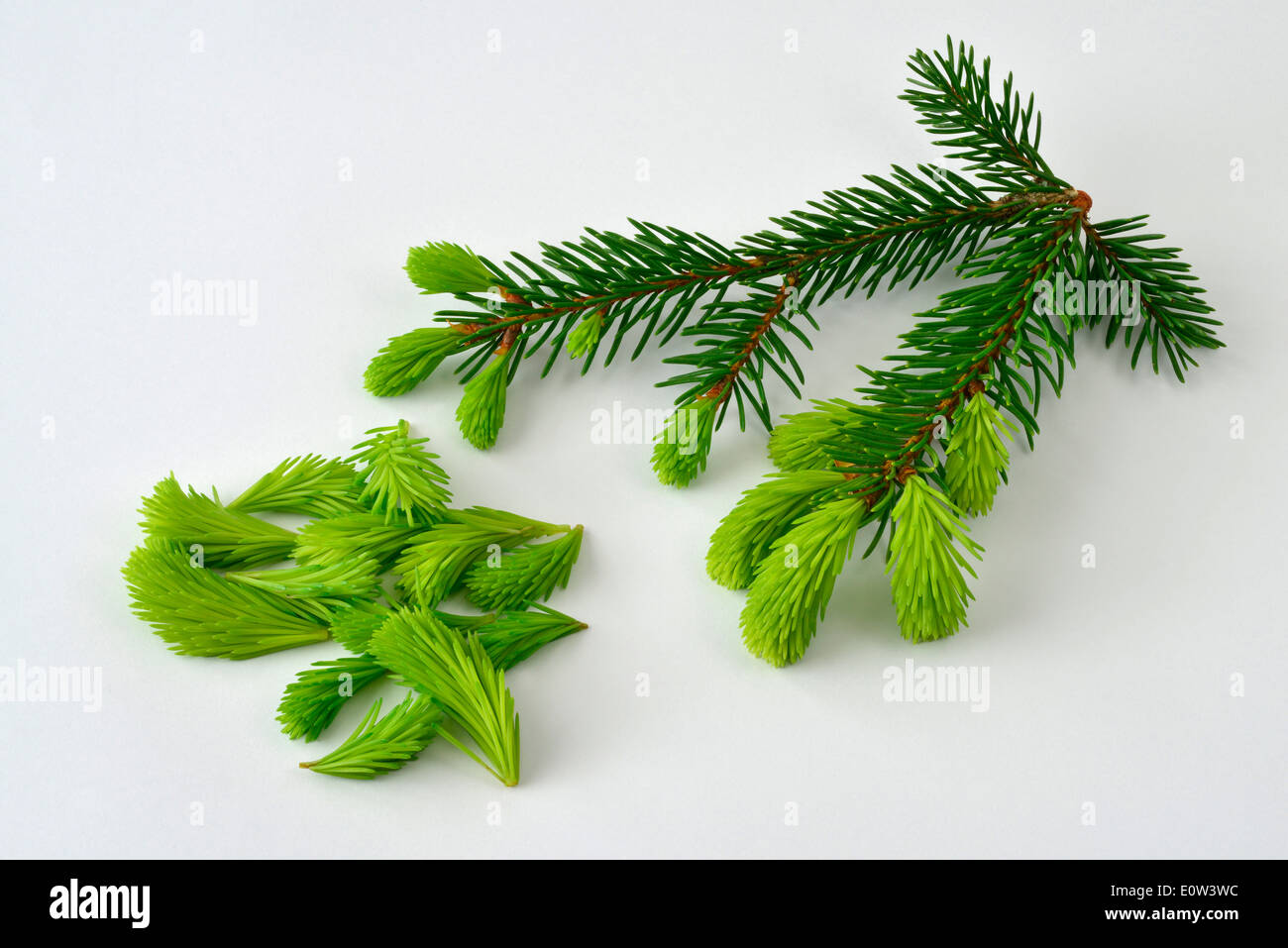 Epicea commun Banque de photographies et d’images à haute résolution ...