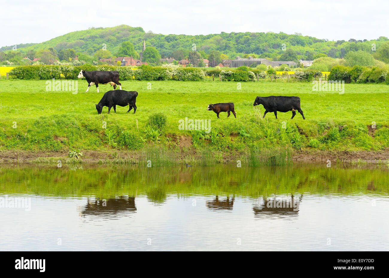 Vaches qui marche Banque de photographies et d’images à haute ...