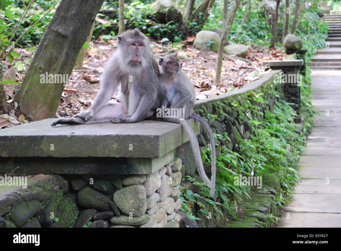 Singes bali Banque de photographies et d’images à haute résolution - Alamy