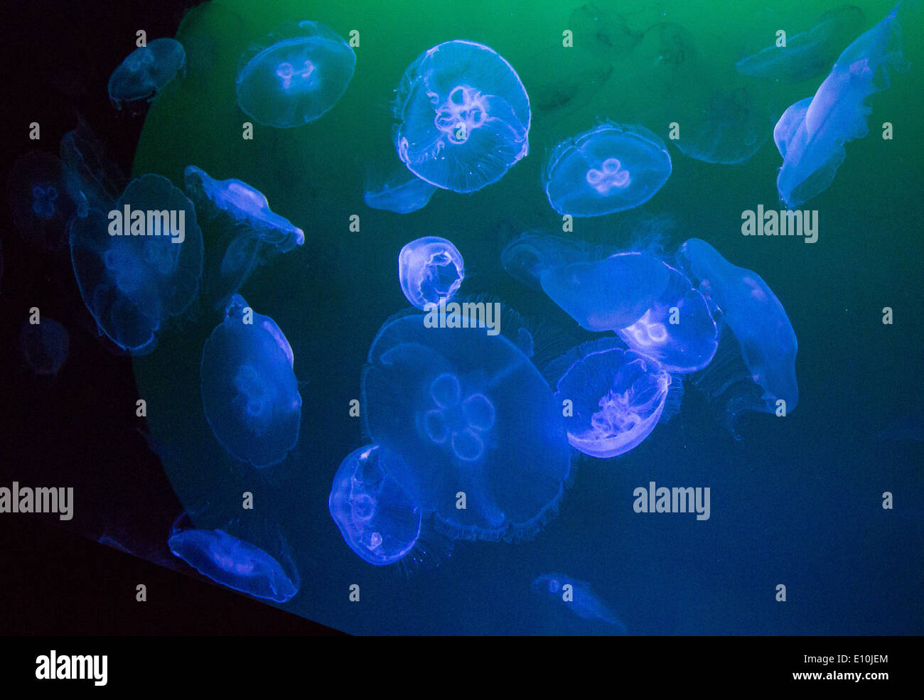 Méduse aurelia aurita Banque de photographies et d’images à haute ...