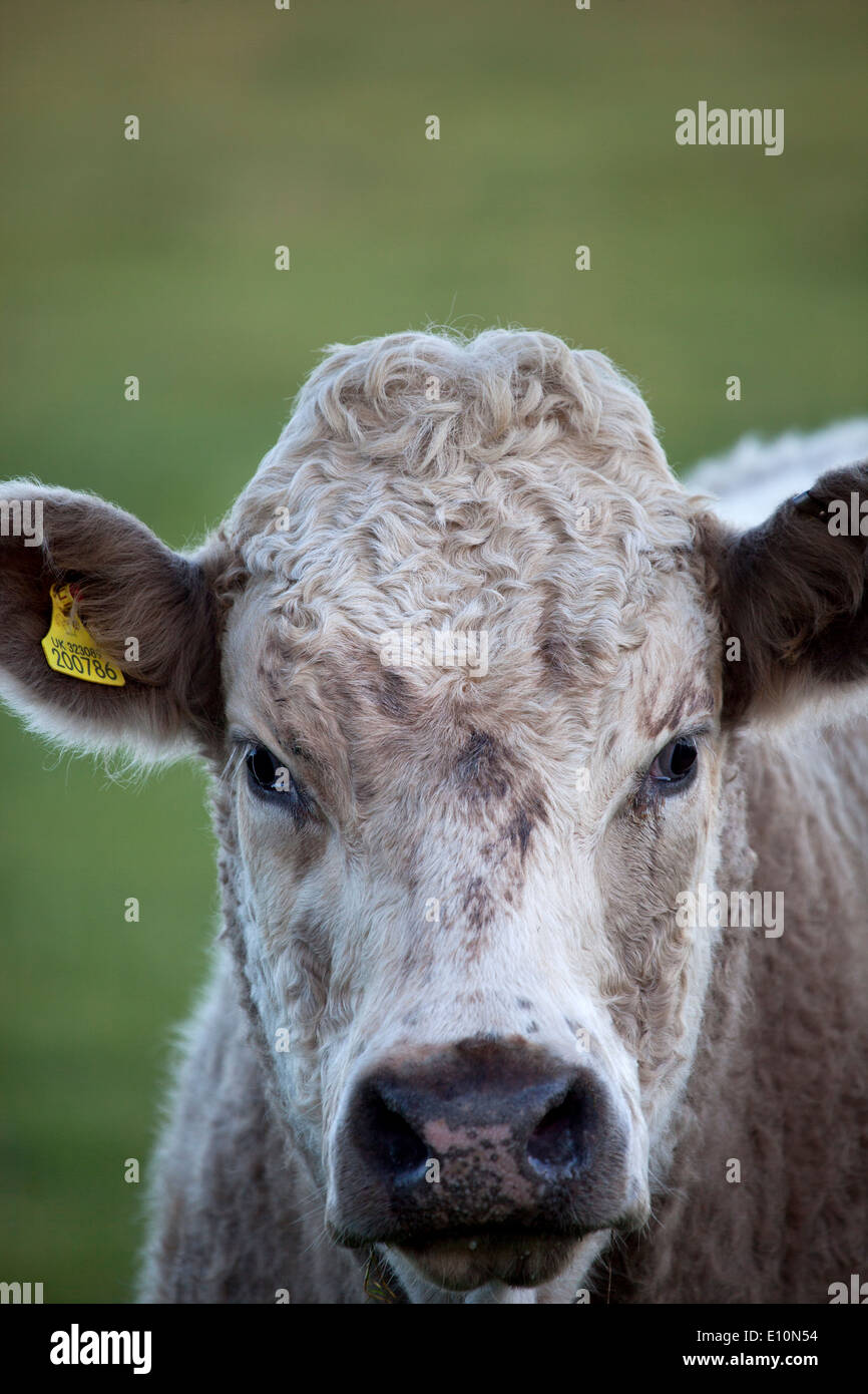 Cow face Banque de photographies et d’images à haute résolution - Alamy