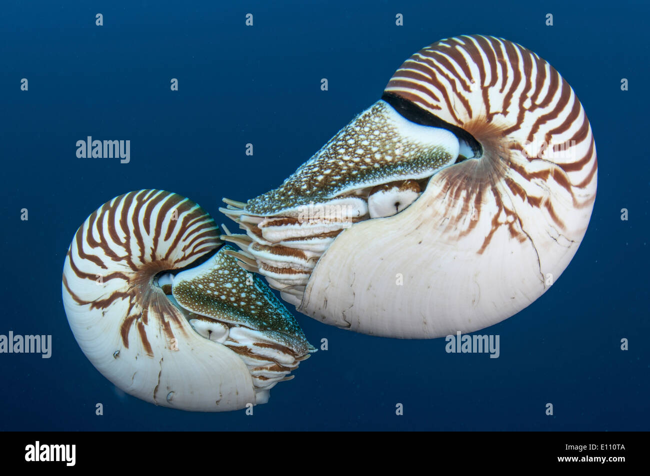 Le nautile Banque de photographies et d’images à haute résolution - Alamy
