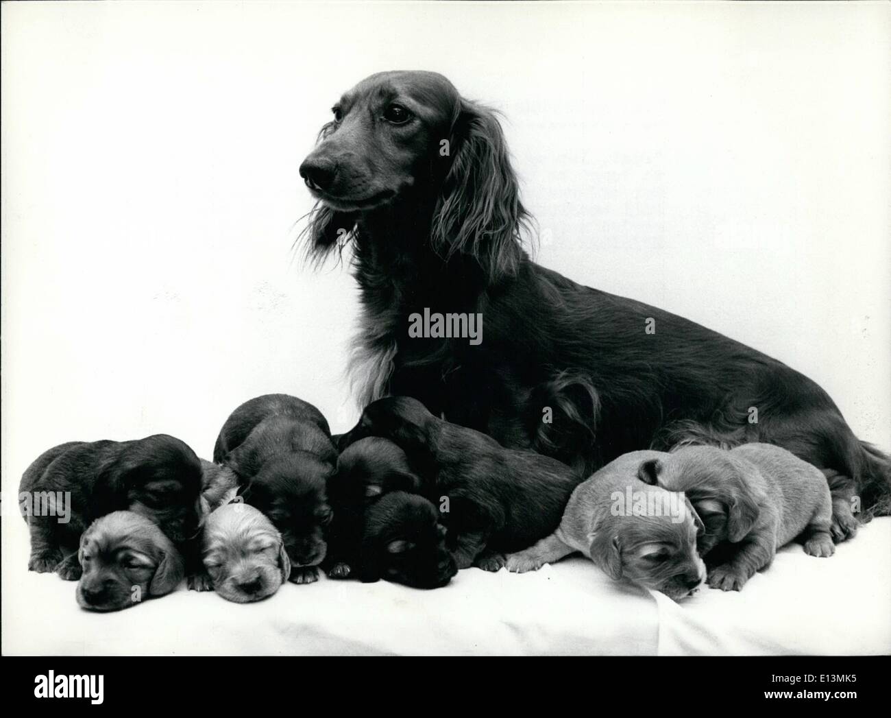 Dachshund puppies with mother Banque de photographies et d’images à ...