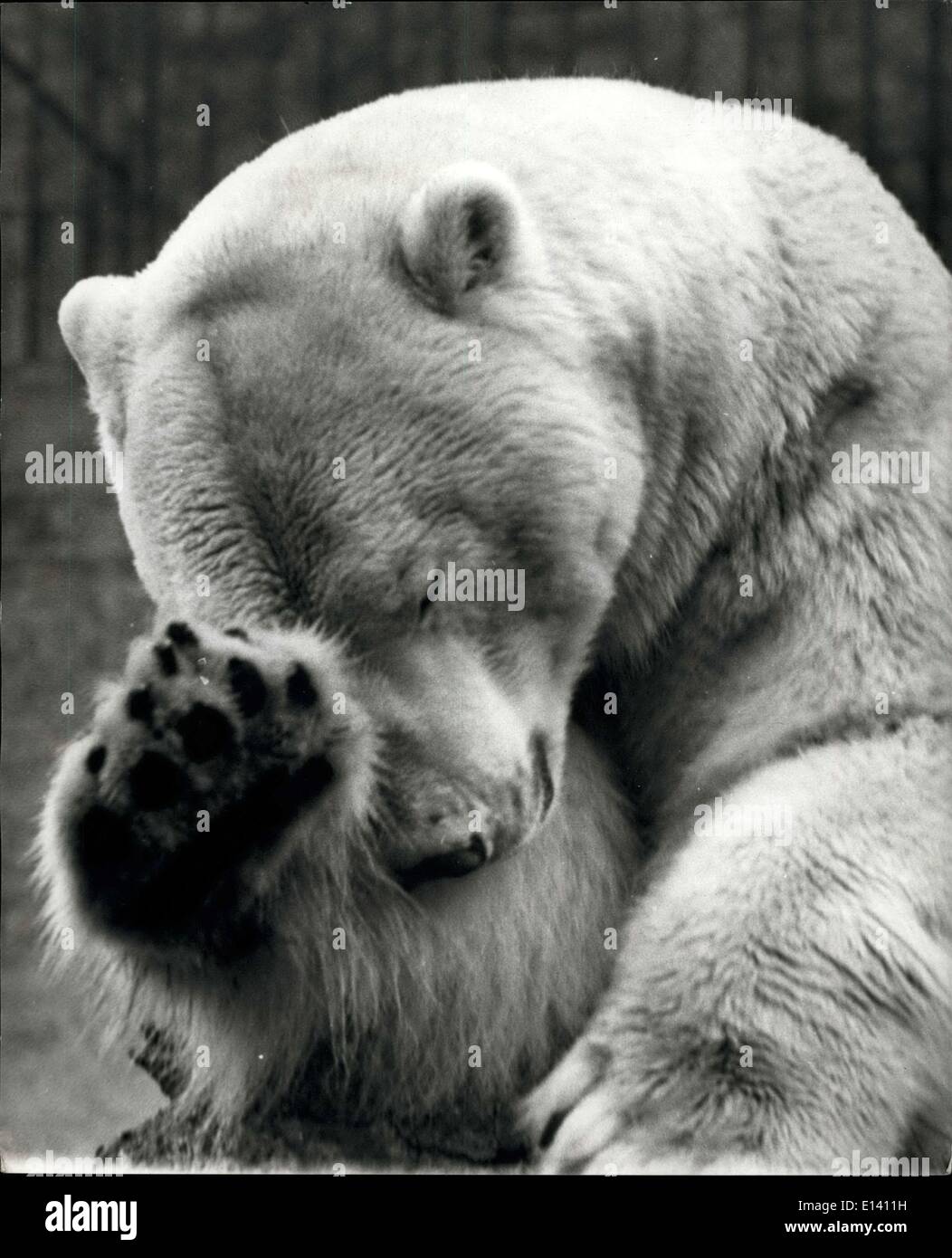 Ours polaire hes solitaire Banque de photographies et d’images à haute ...