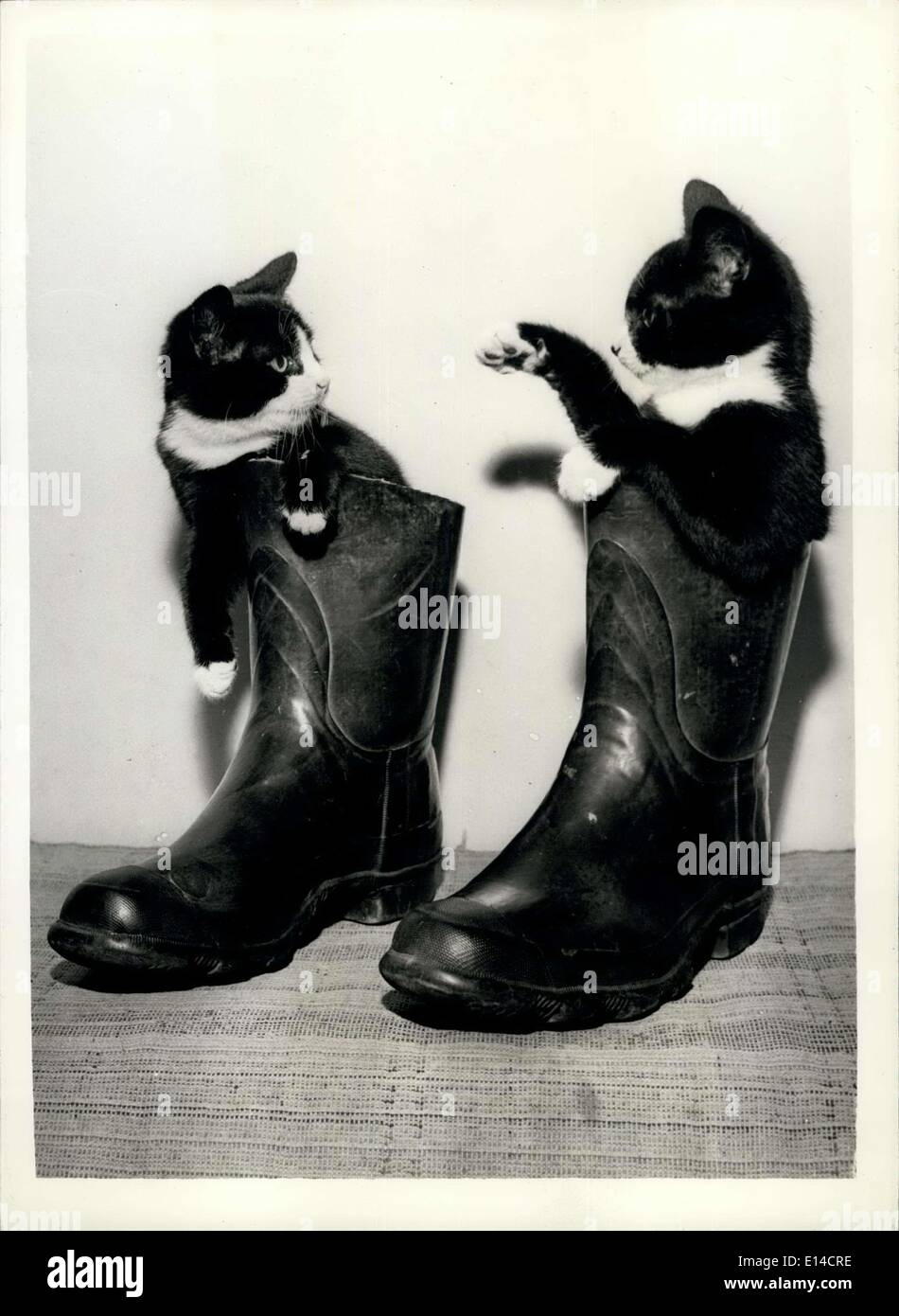 Le chat botté Banque de photographies et d’images à haute résolution ...