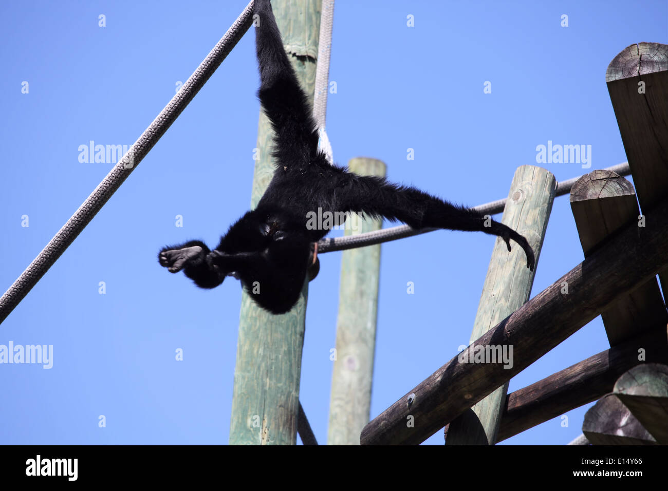 Singe qui se balance Banque de photographies et d’images à haute ...