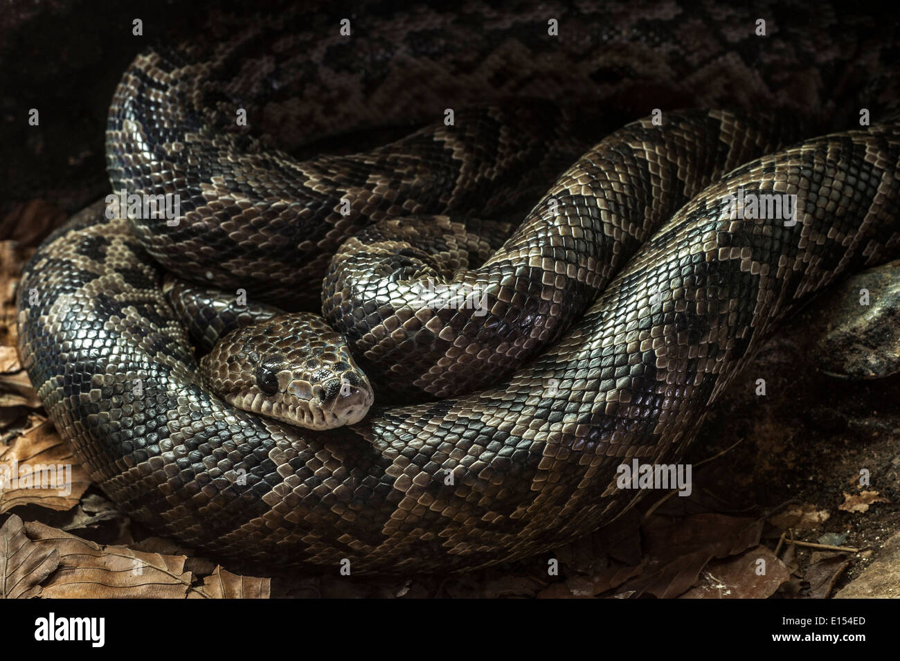 Epicrates angulifer Banque de photographies et d’images à haute ...