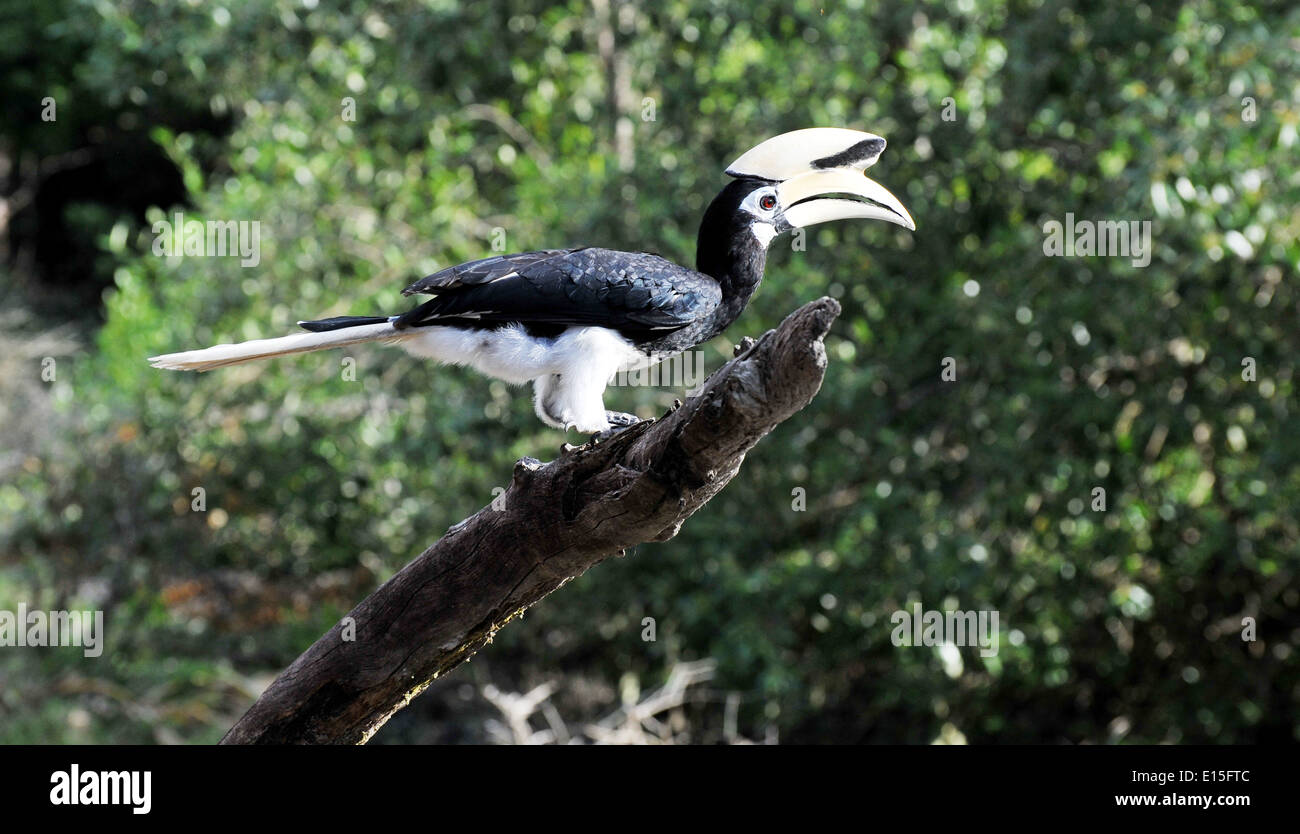 Calao sauvage Banque de photographies et d’images à haute résolution ...