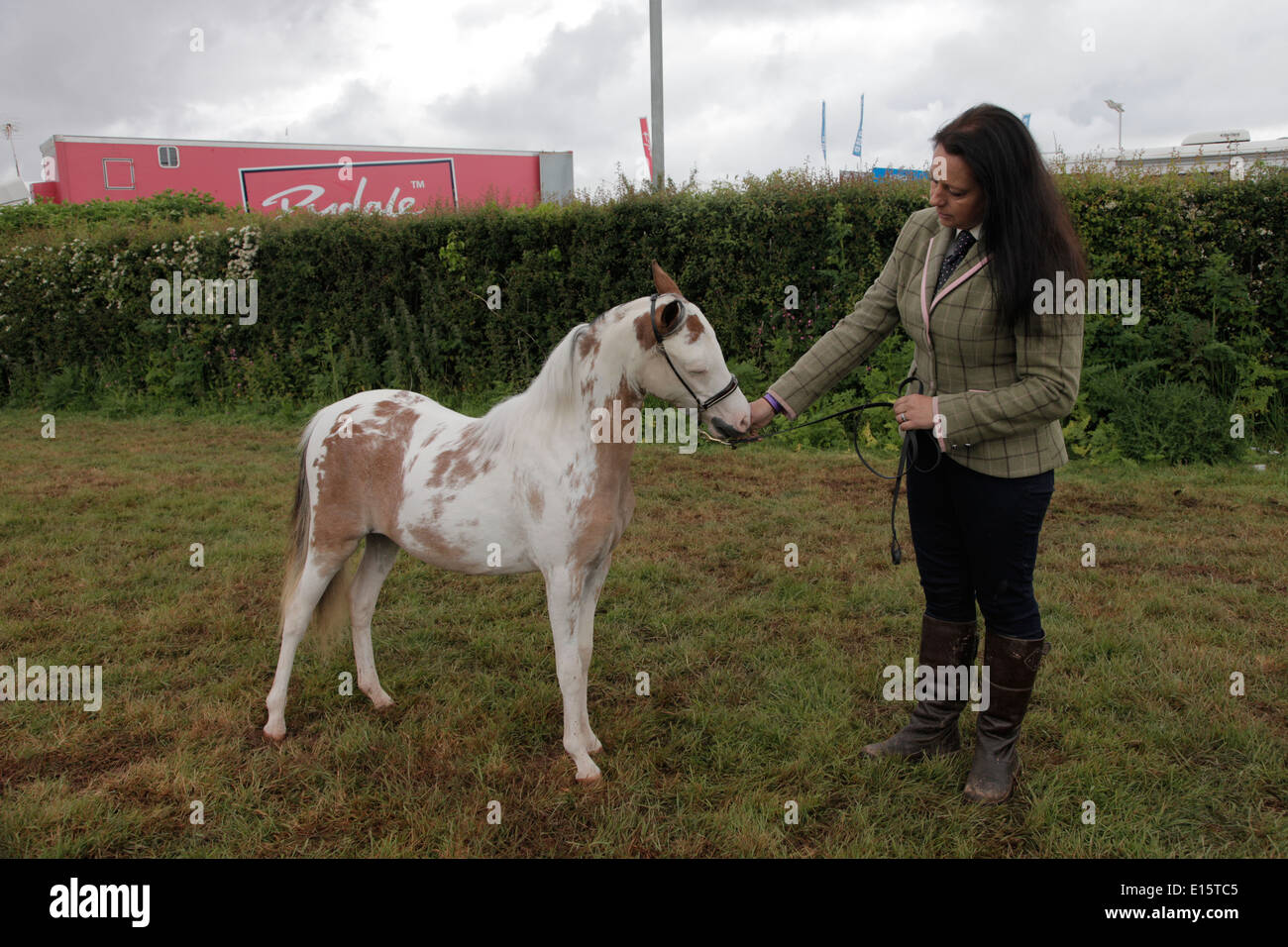 Cheval miniature américain race poney Shetland présentée à Devon County ...