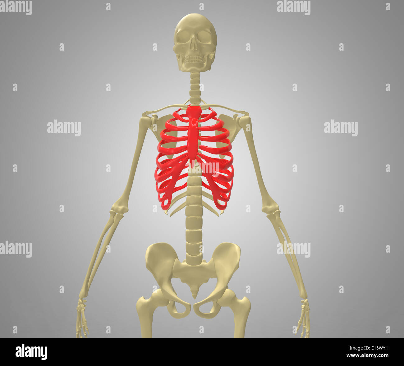 Anatomie des os du pied vue plantaire Banque de photographies et d ...