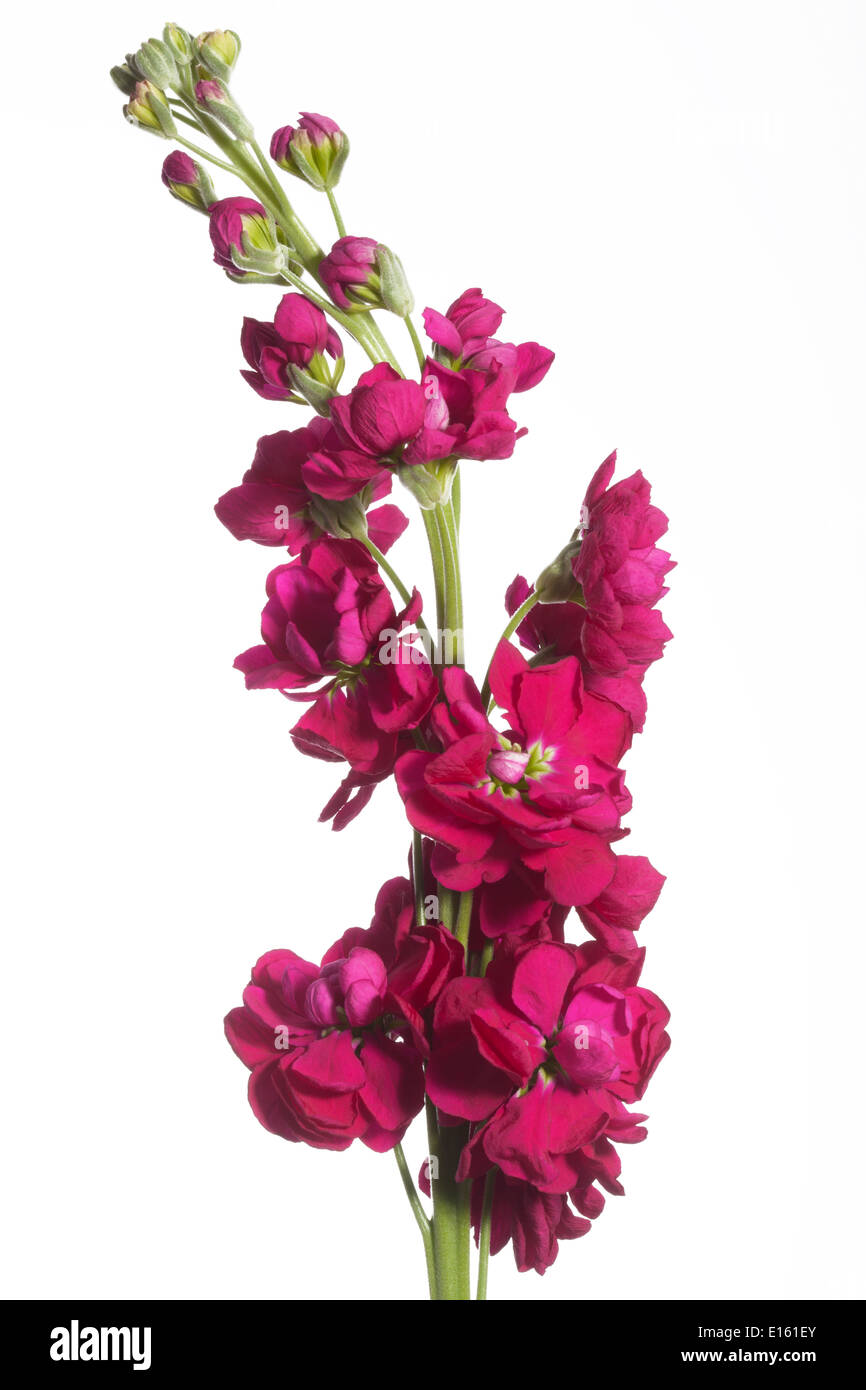 Stock de cerise rouge Banque de photographies et d’images à haute ...