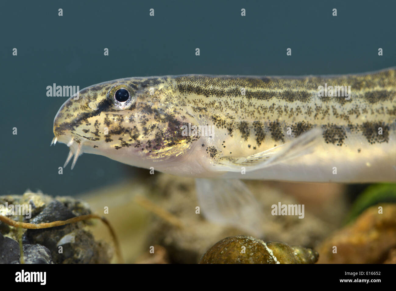 Taenia du poisson Banque de photographies et d’images à haute ...