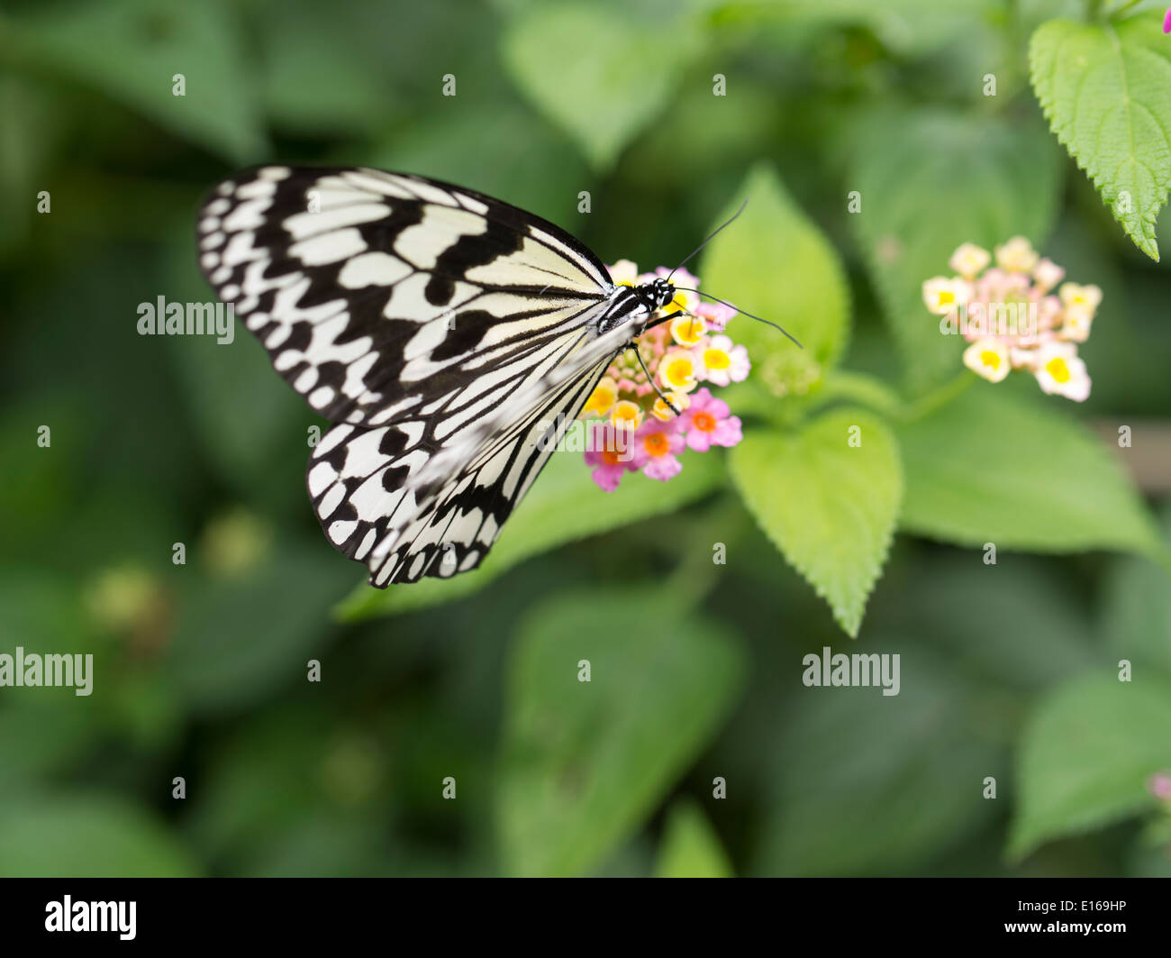 Papillon cerf volant en papier Banque de photographies et d’images à ...