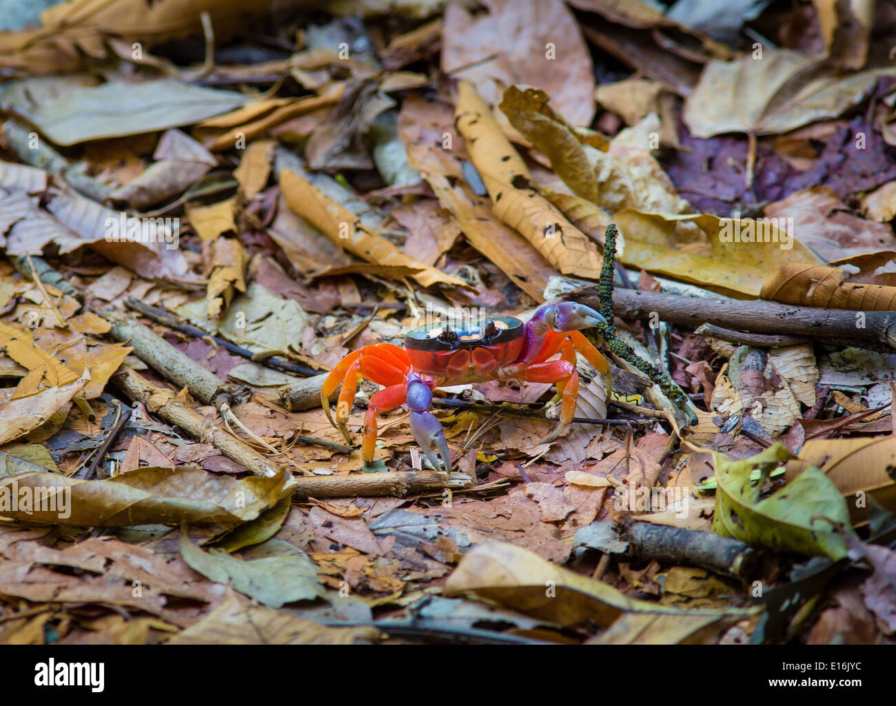 Crabe violet Banque de photographies et d’images à haute résolution - Alamy