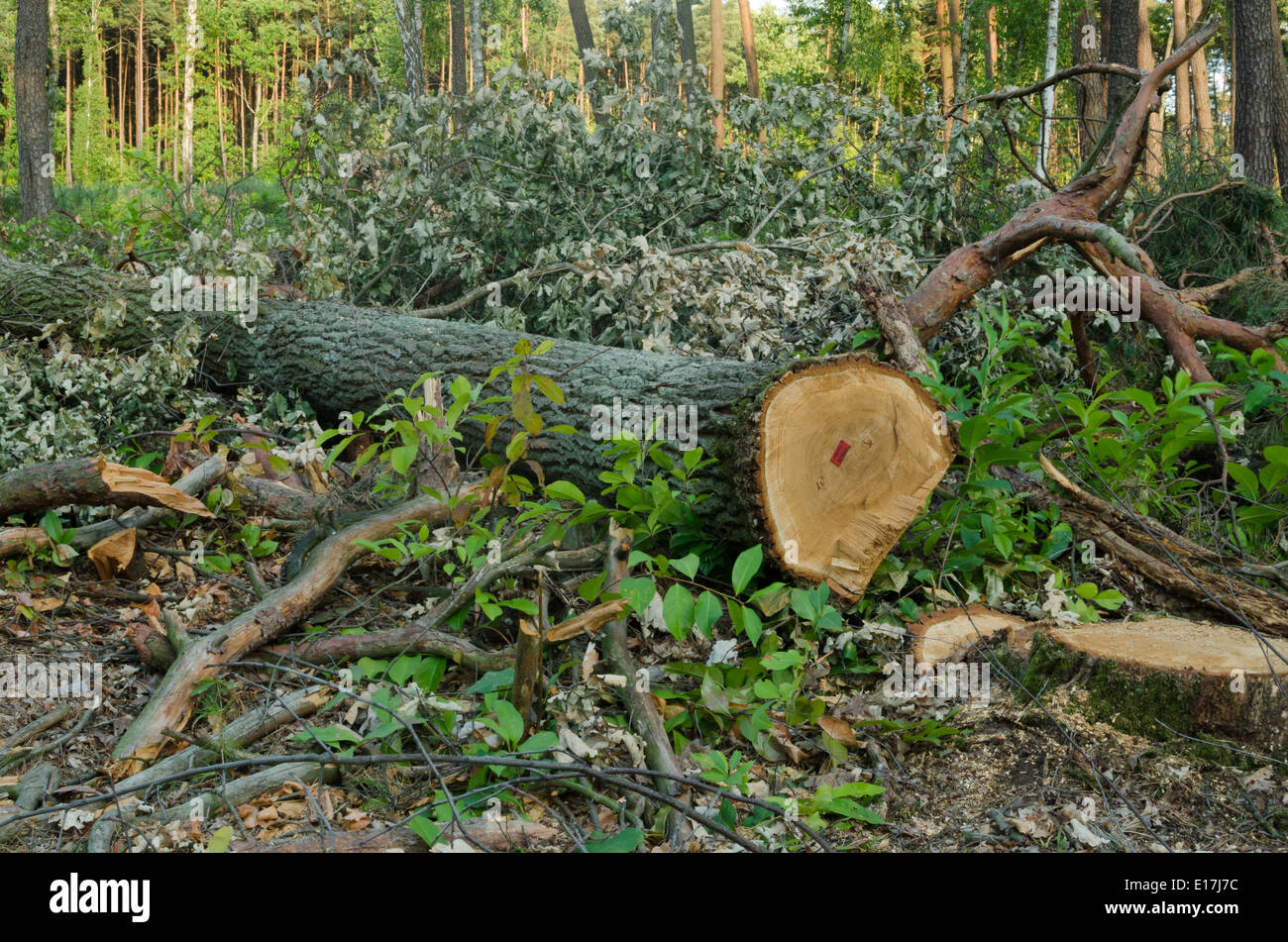 Forêt coupée Banque de photographies et d’images à haute résolution - Alamy