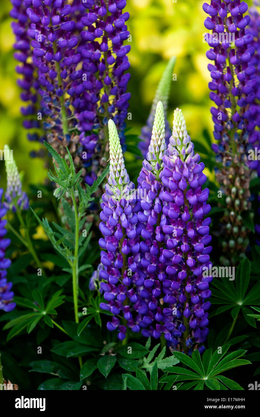 Lupin border Banque de photographies et d’images à haute résolution - Alamy