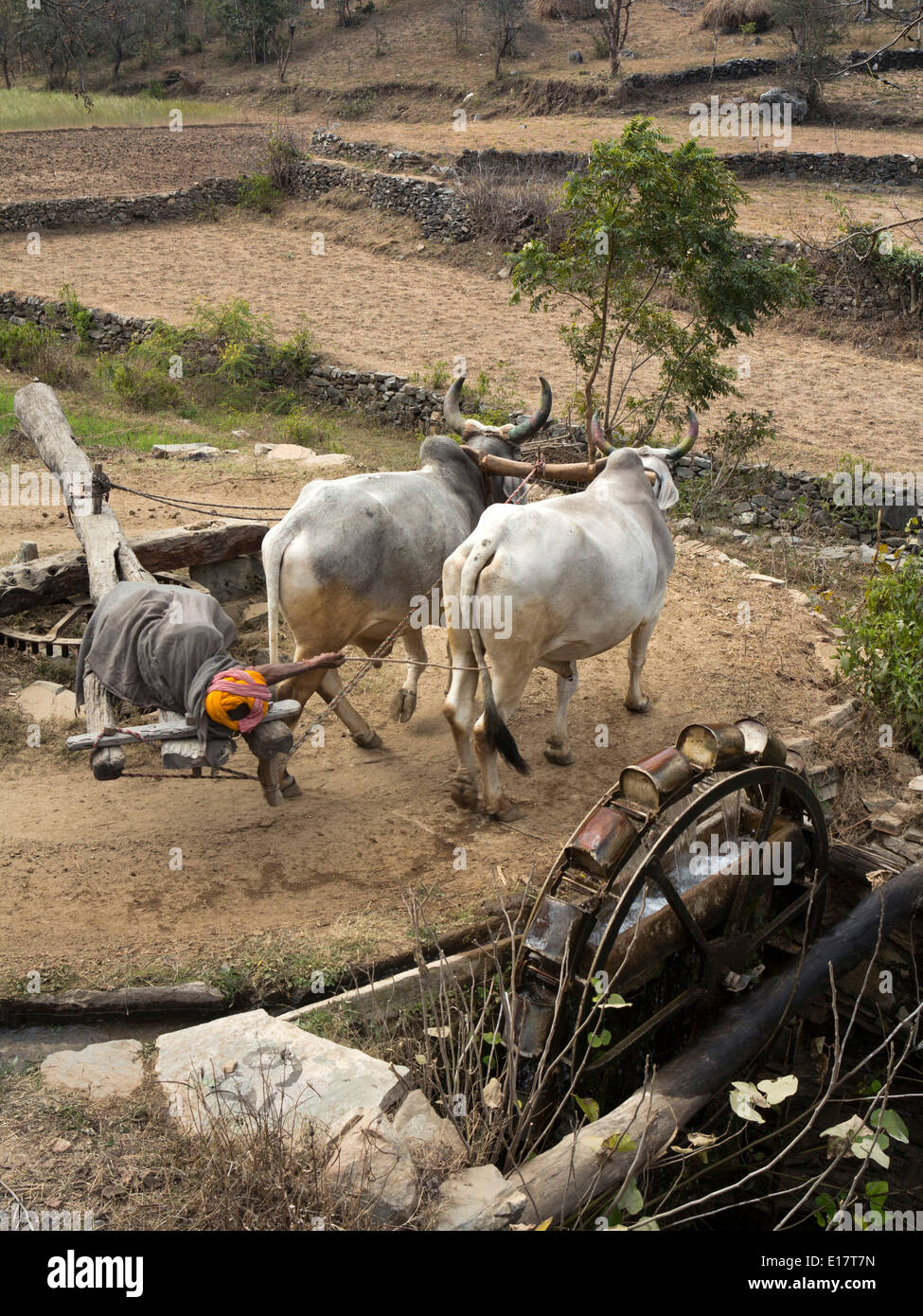 L'Inde, Rajasthan, Rajasthani farmer endormi sur rehat bullock powered ...