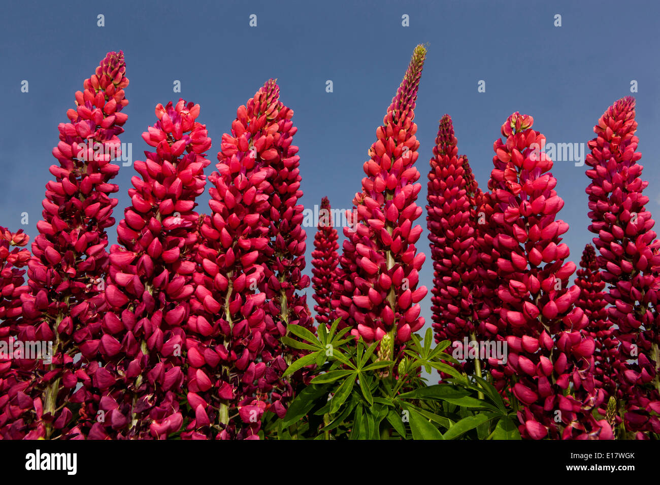 Red lupins Banque de photographies et d’images à haute résolution - Alamy