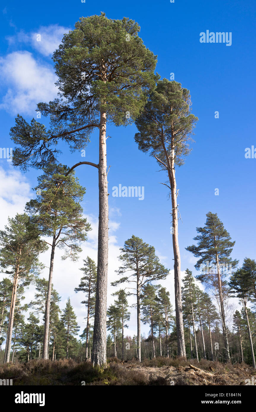 Scotland cairngorms spring forest Banque de photographies et d’images à ...