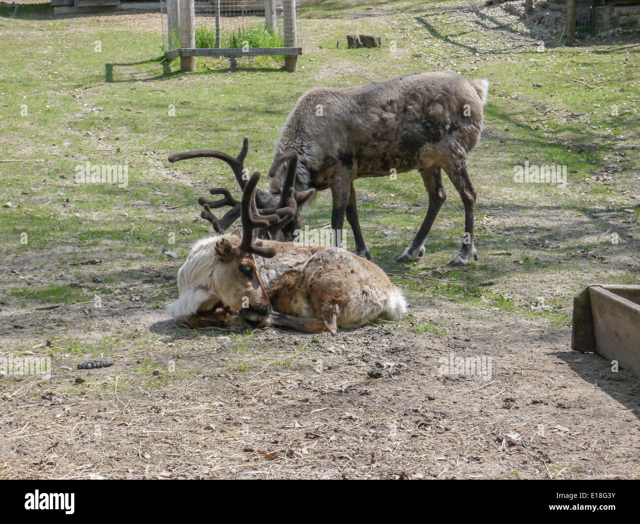 Zoo animaux animaux Banque de photographies et d’images à haute ...