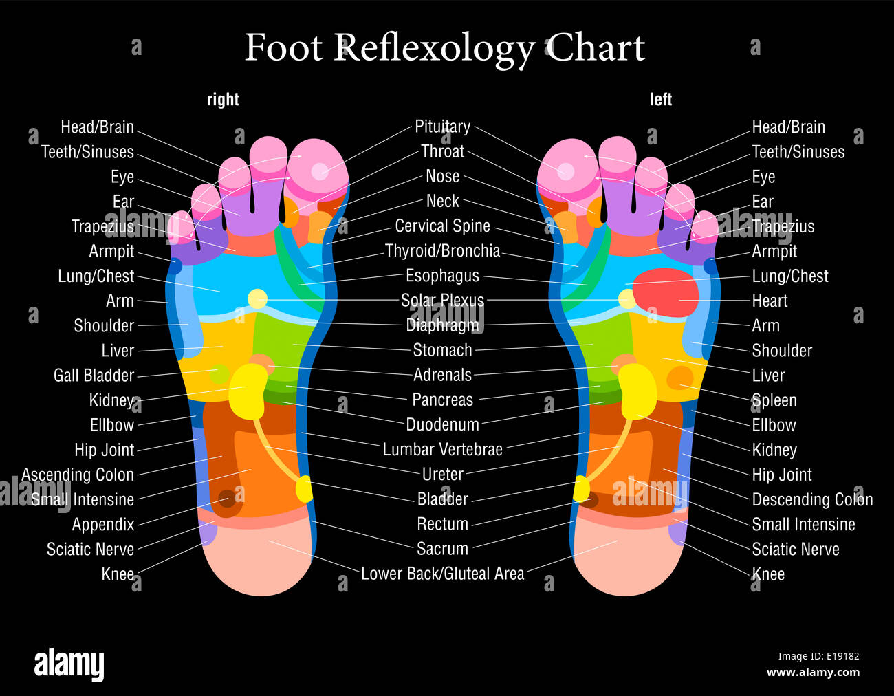 Réflexologie des pieds graphique avec une description précise des ...