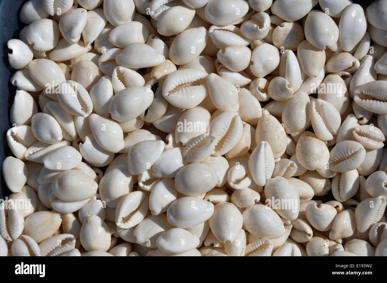 Cauris coquillages Banque de photographies et d’images à haute ...