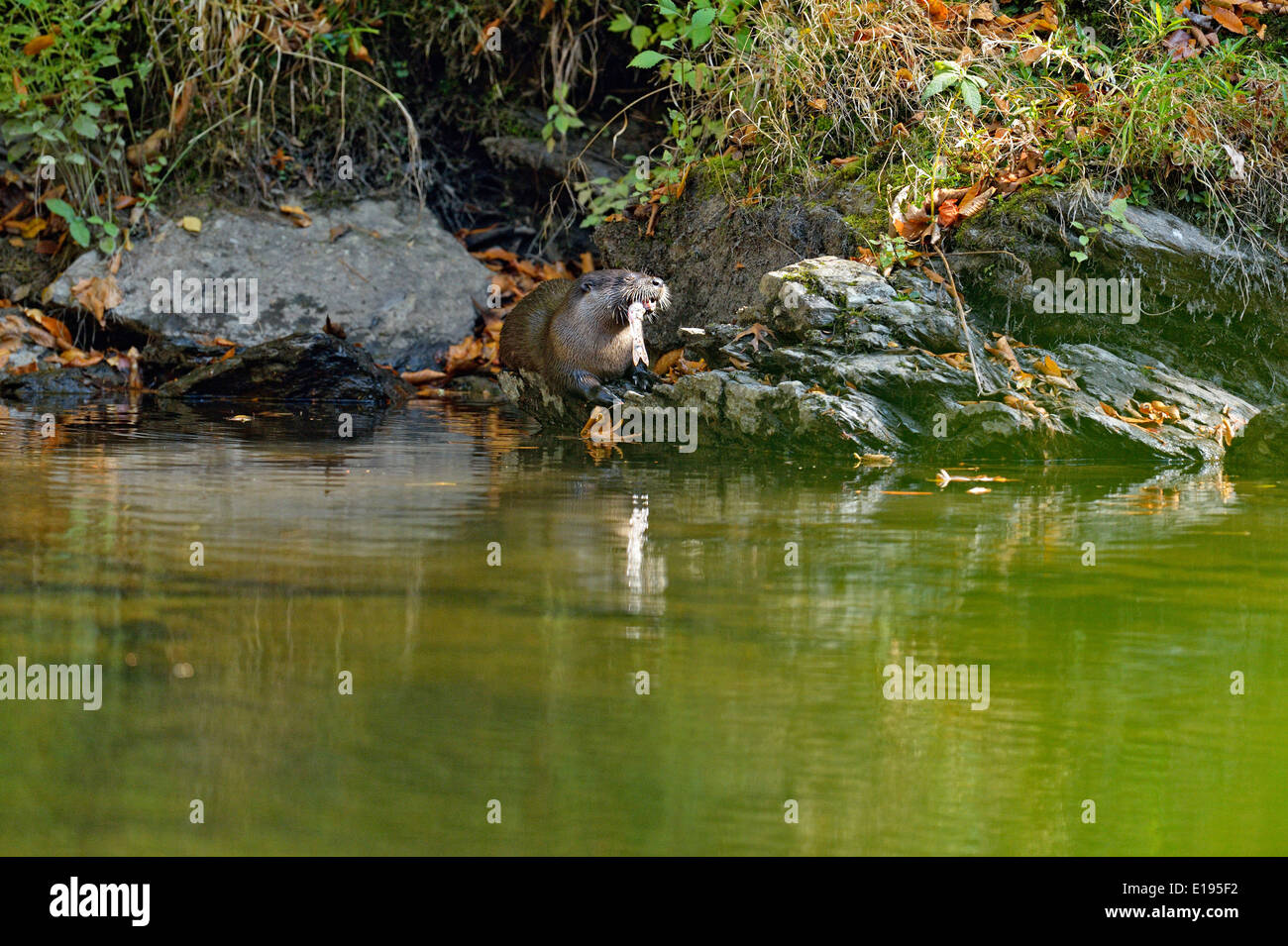 La loutre de rivière (Lontra canadensis) La chasse dans la rivière ...
