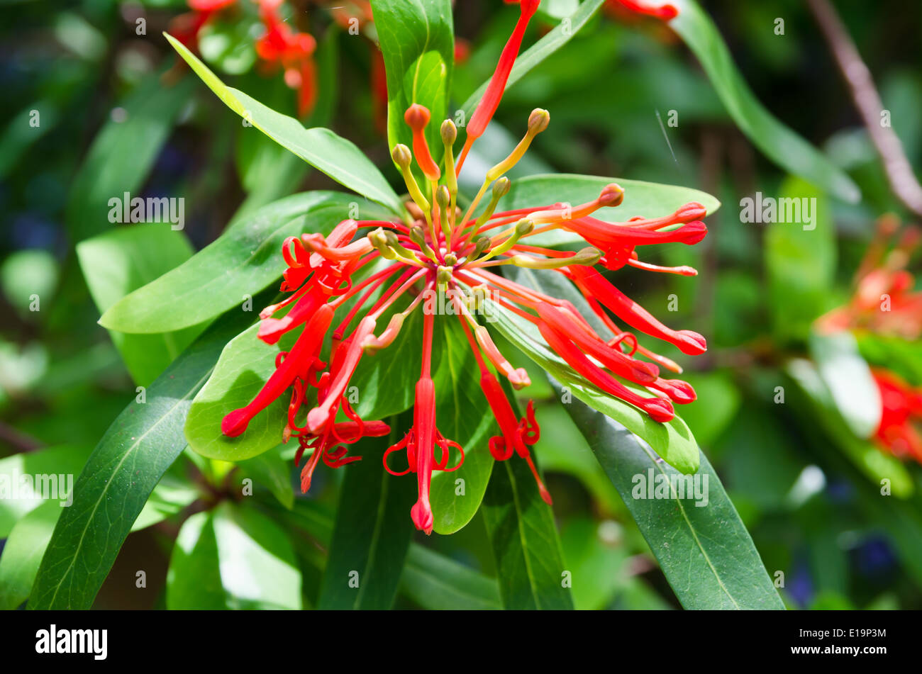 Embothrium coccineum Banque de photographies et d’images à haute ...