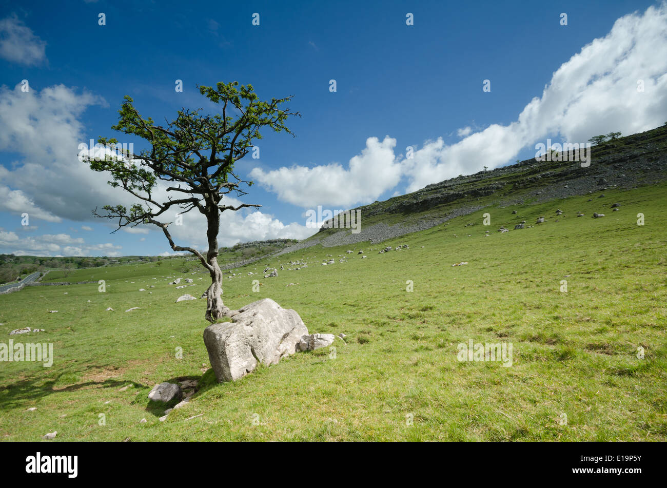 Arbre qui pousse sur un rocher Banque de photographies et d’images à ...