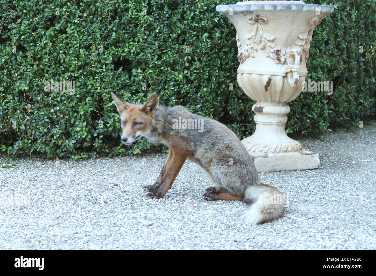 Vieux renard Banque de photographies et d’images à haute résolution - Alamy