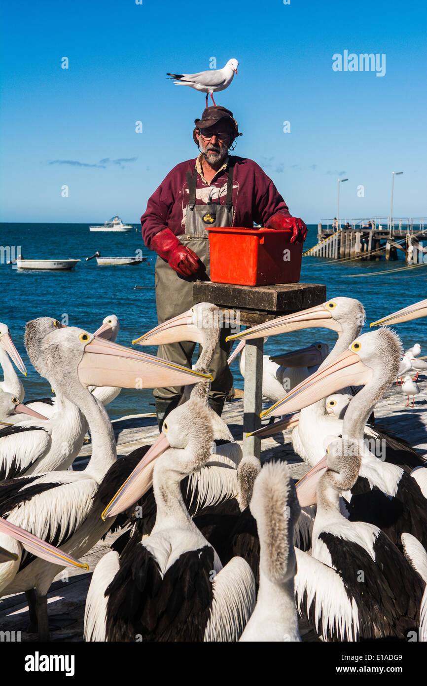 Pelican man Banque de photographies et d’images à haute résolution - Alamy