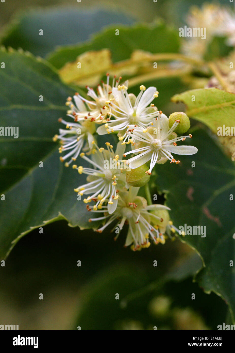 Arbre tilia Banque de photographies et d’images à haute résolution - Alamy