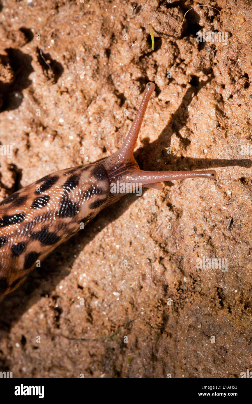 Limace grise Banque de photographies et d’images à haute résolution - Alamy