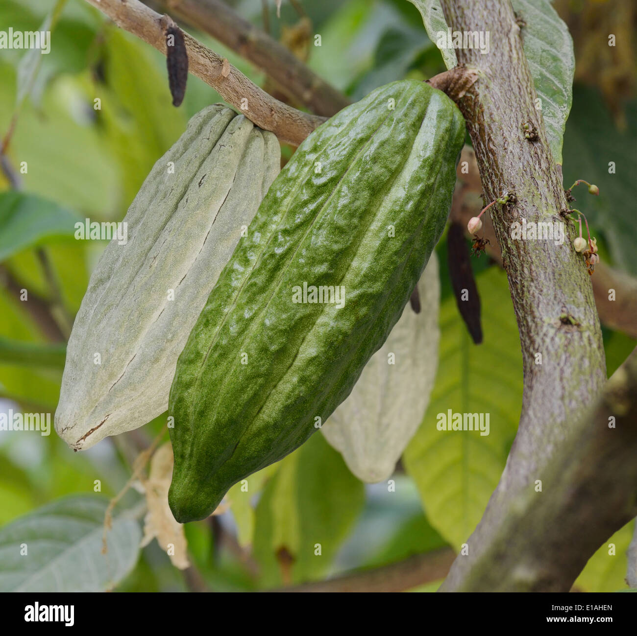 Cacaoyer fruit et fleur Banque de photographies et d’images à haute ...