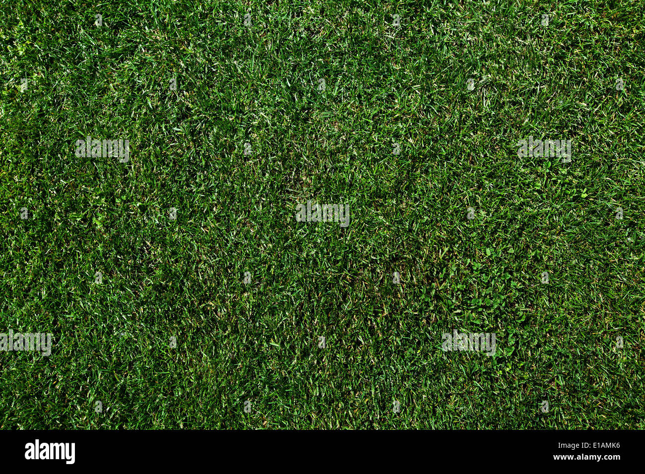 Golf green grass background texture Banque de photographies et d’images ...