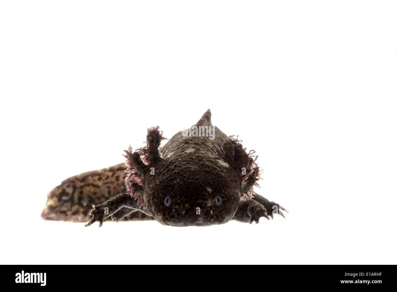 Ambystoma mexicanum axolotl Banque de photographies et d’images à haute ...