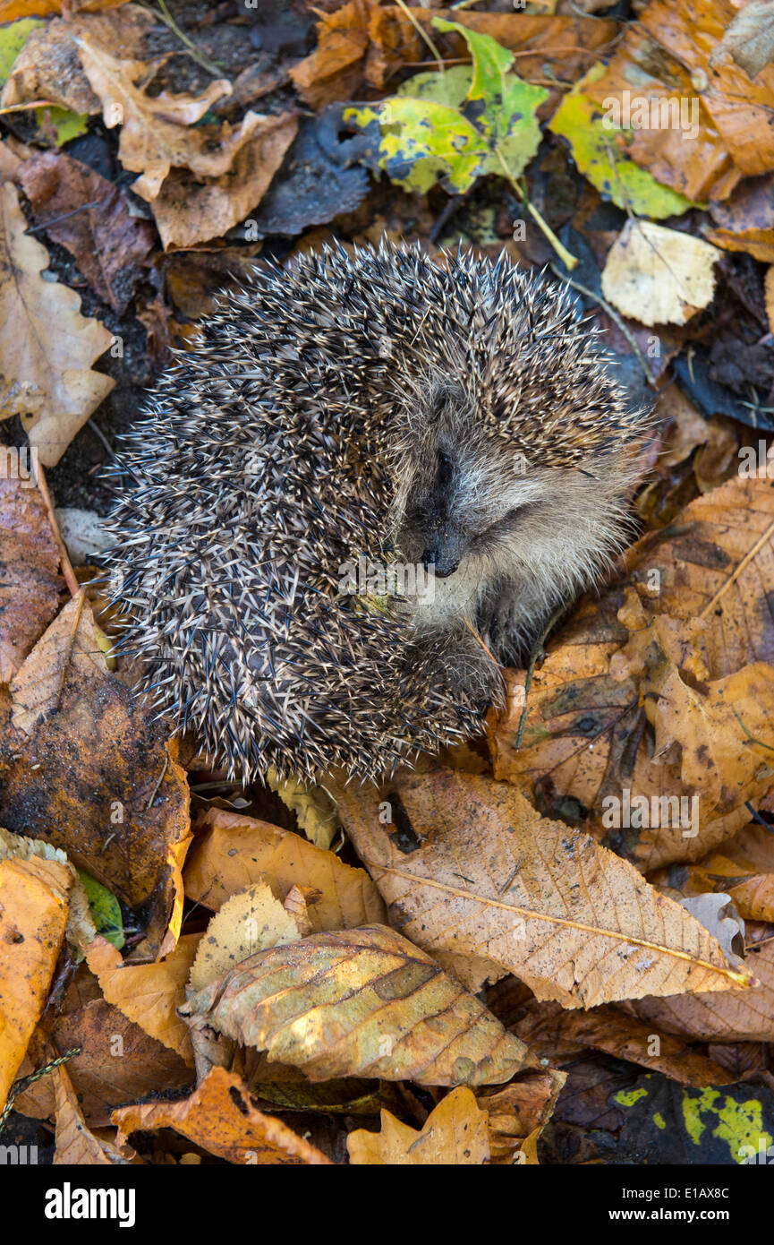 Hibernation hérisson Banque de photographies et d’images à haute ...