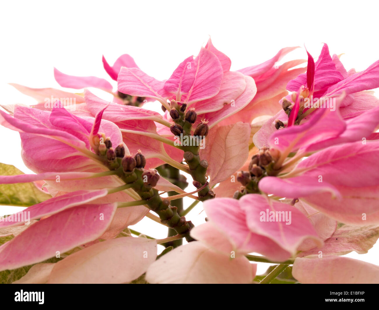 Poinsettia rose Banque de photographies et d’images à haute résolution ...