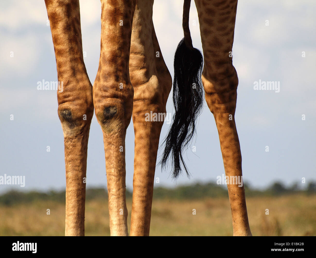 Giraffa camelopardus giraffa Banque de photographies et d’images à ...