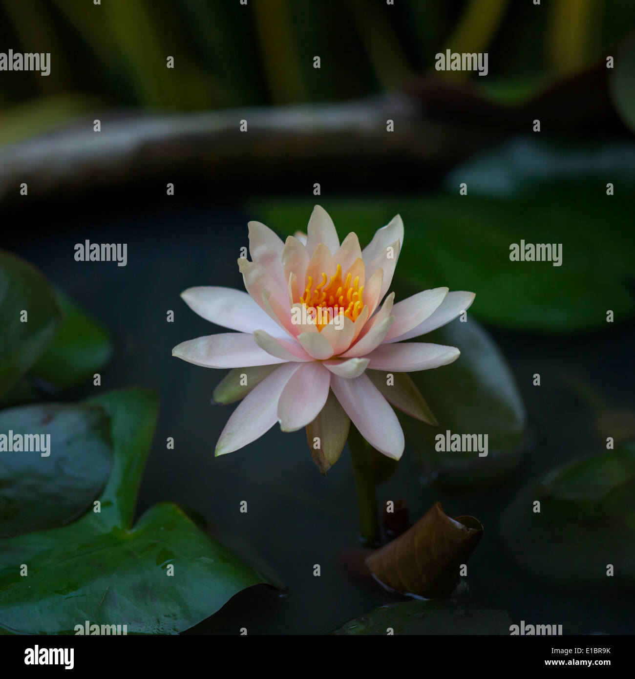 Lotus blanc Banque de photographies et d’images à haute résolution - Alamy