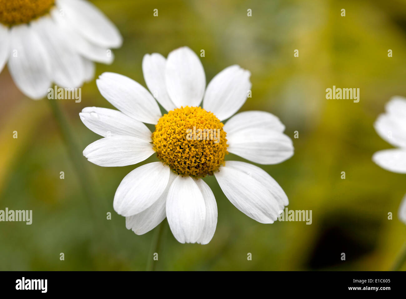 Simple fleur blanche Banque de photographies et d’images à haute ...