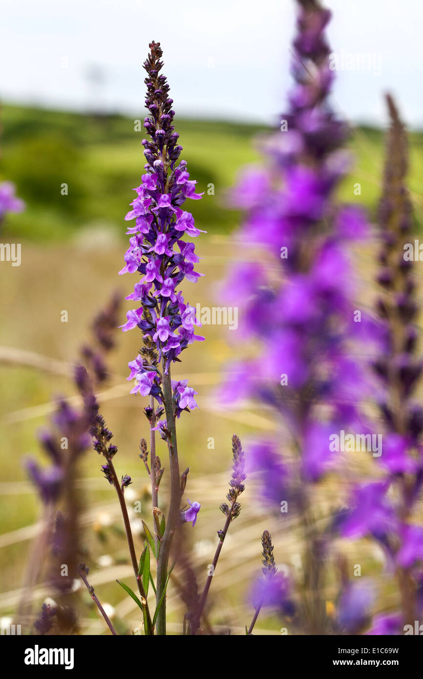 Salvia hybride Banque de photographies et d’images à haute résolution ...