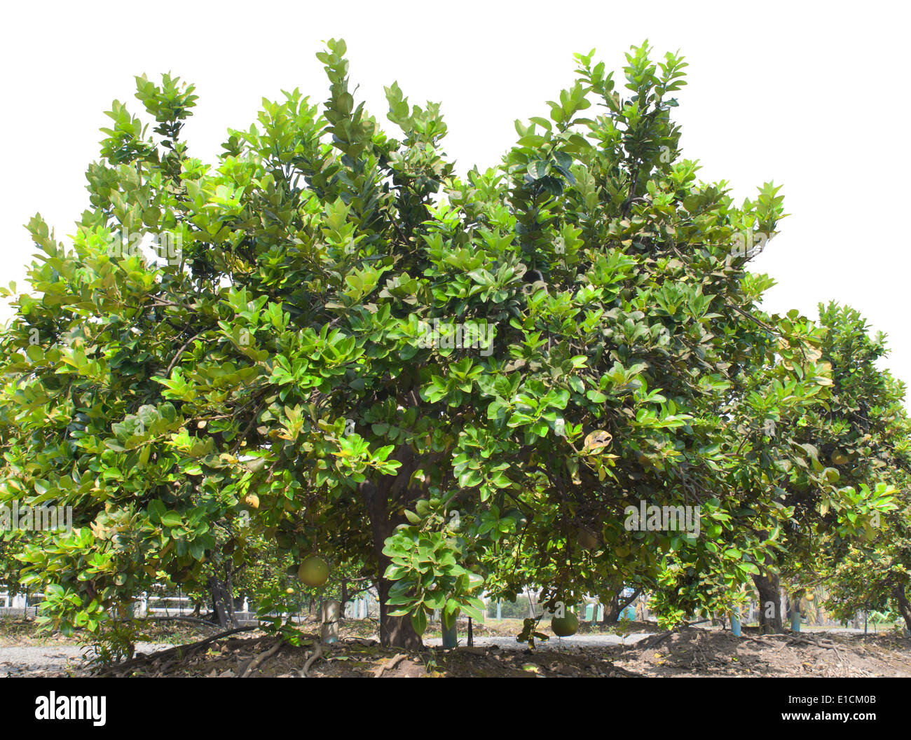 Pomelo tree Banque de photographies et d’images à haute résolution - Alamy