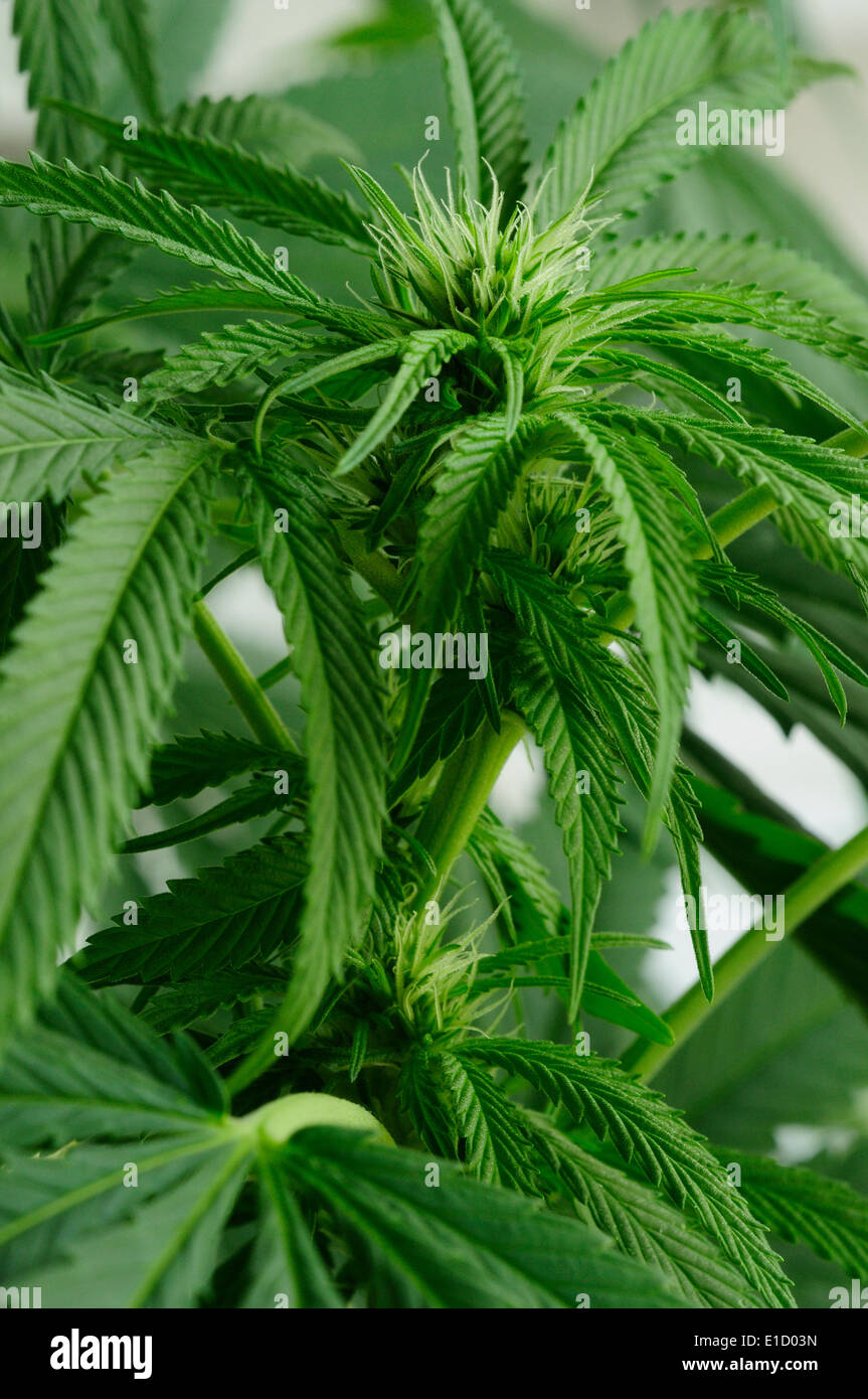 Marijuana cannabis drogue hash Banque de photographies et d’images à ...