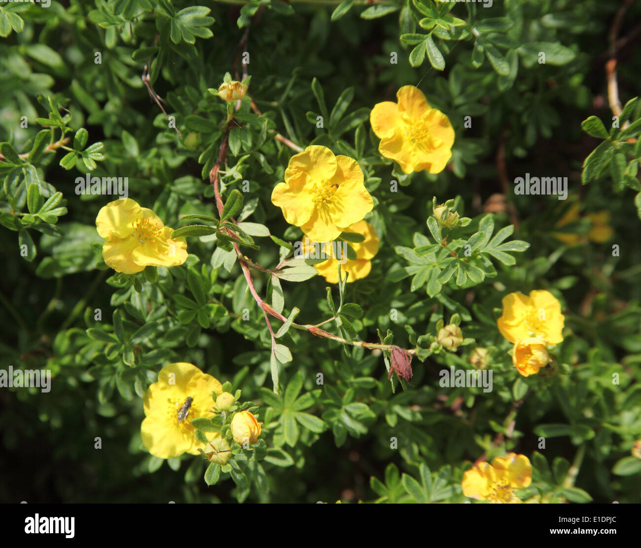 Potentilla fruticosa sunset Banque de photographies et d’images à haute ...