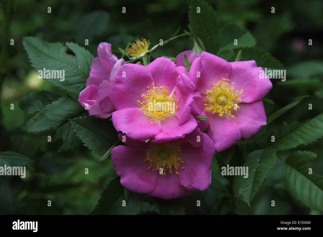 Rosa virginiana Banque de photographies et d’images à haute résolution ...