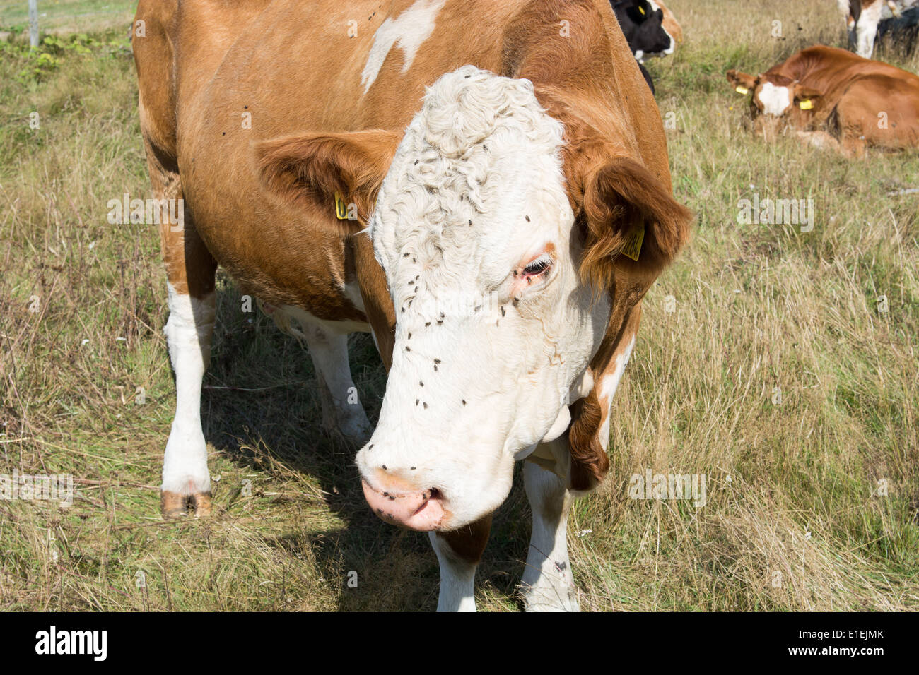 Tête de vache blanche Banque de photographies et d’images à haute ...