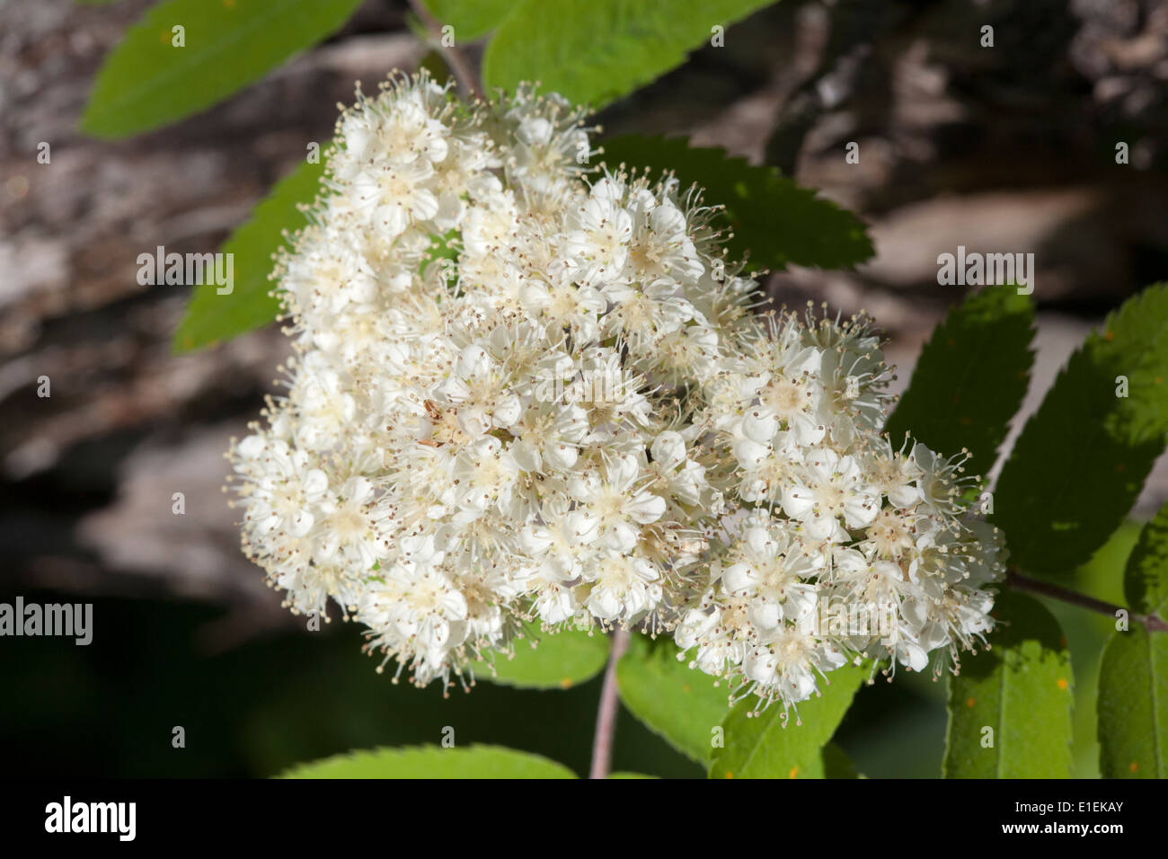 Sorbus aucuparia flowers tree Banque de photographies et d’images à ...