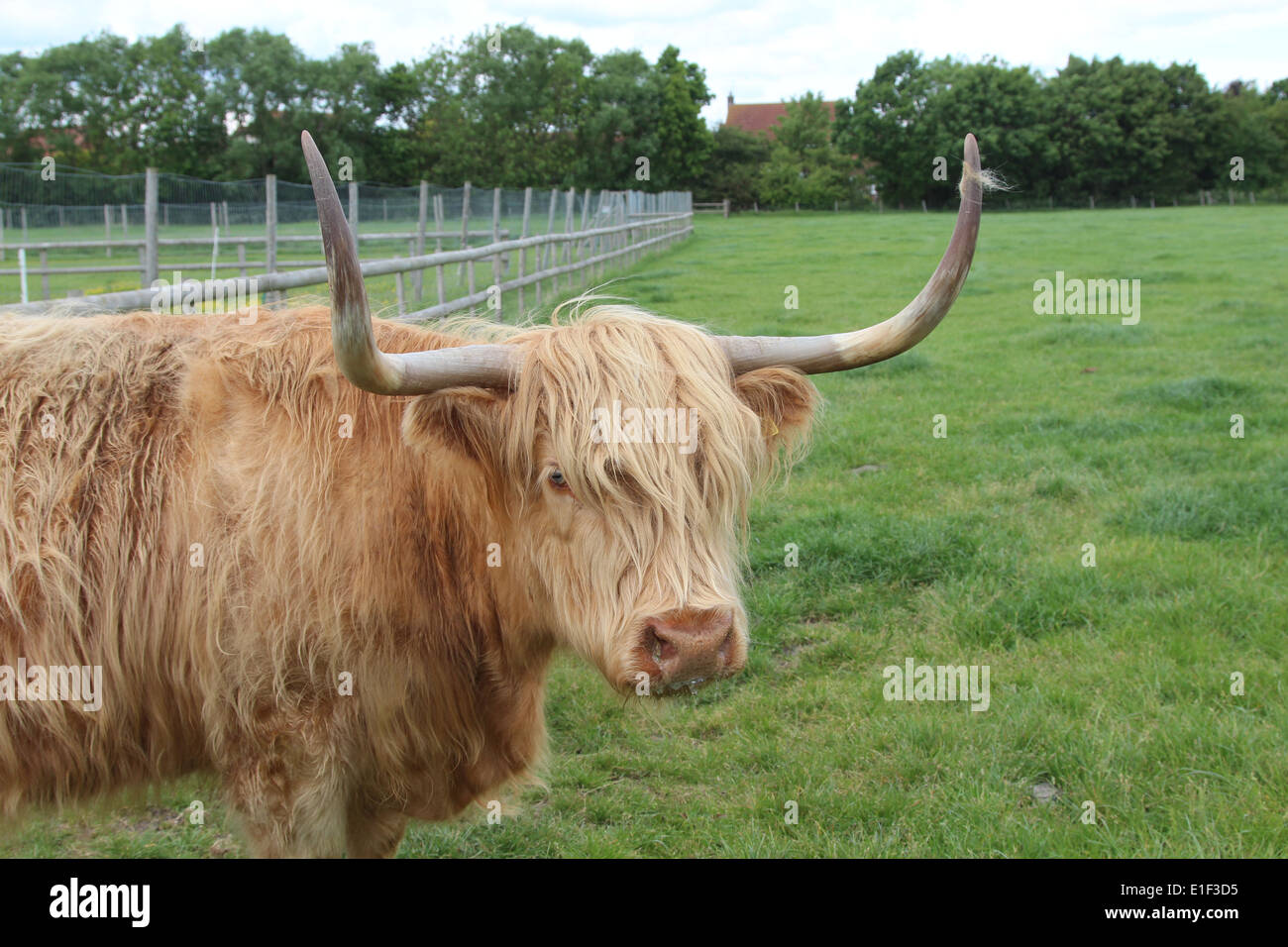 Vache highland femelle Banque de photographies et d’images à haute ...